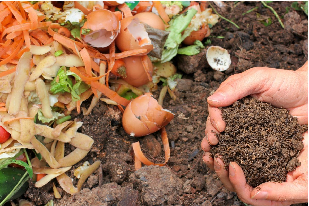 Biodegradable Vs Compostable: Which Is Better? - I Read Labels For You